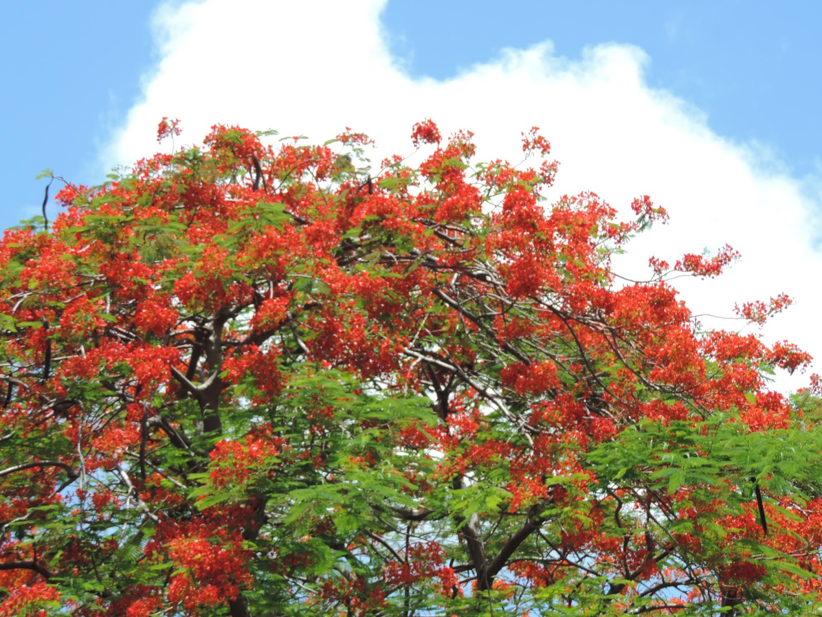 Bonao Internacional: LOS FLAMBOYANES ROJOS , AMARILLOS Y MORADOS ESTAN ...