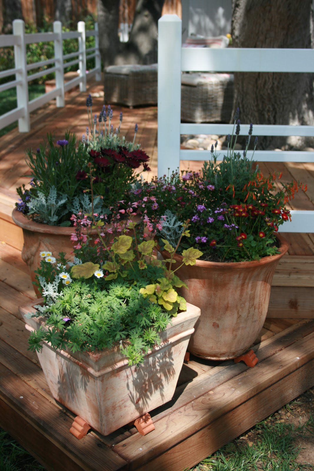 The Polished Pebble: Container Gardening: Pretty Perennials