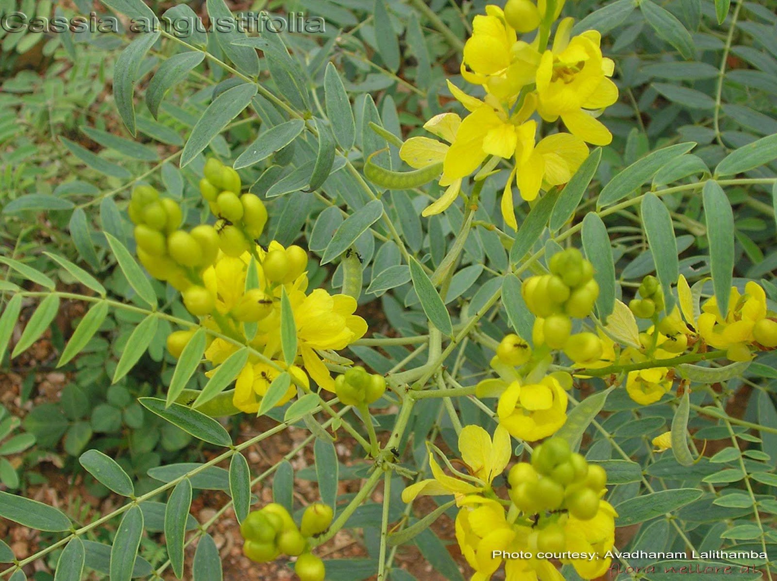 Medicinal Plants: Cassia angustifolia - Swarna patri