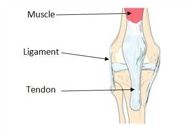 Muscular and Flexibility