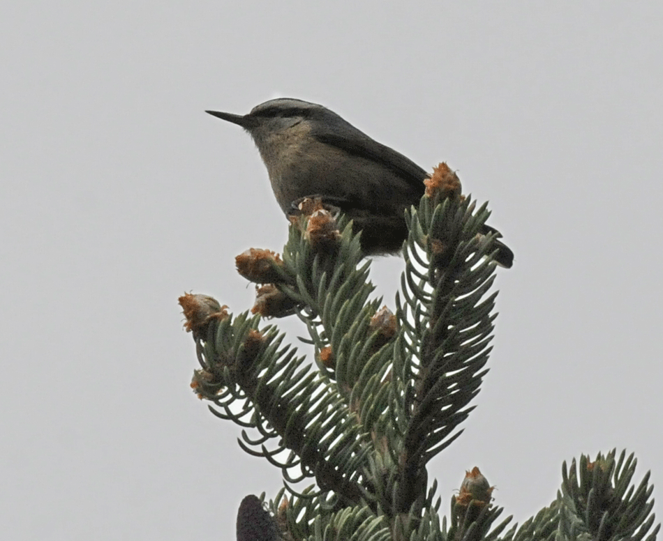 ZOOTHERA BIRDING BLOG: A Day on the Plateau