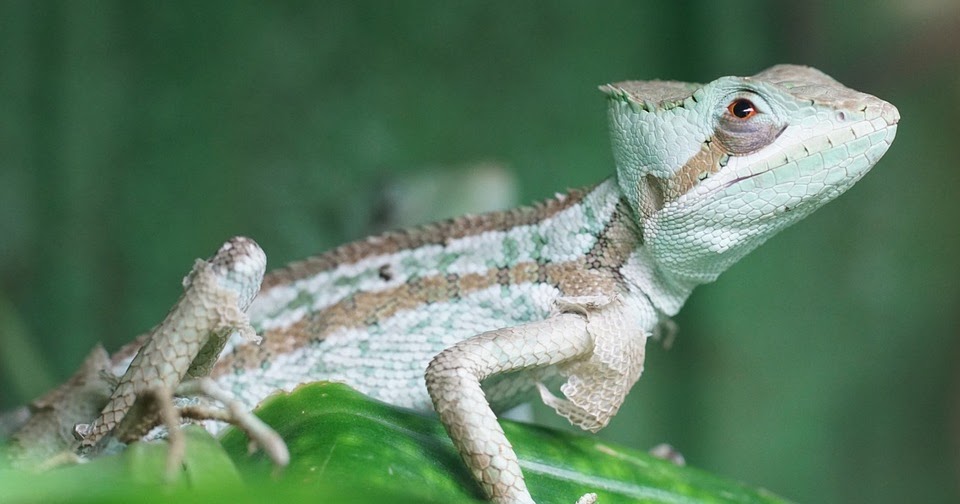 Es Asombroso: Conoce sobre el basilisco.