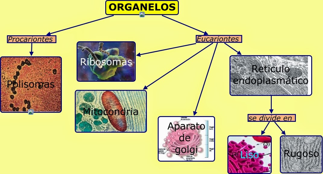 LA CELULA EUCARIOTA: LA CELULA EUCARIOTA