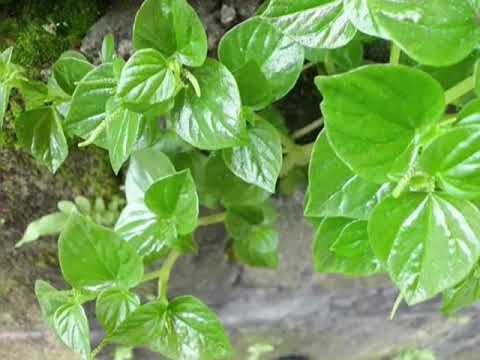 Sou Espirita Com Orgulho: Plantas, Ervas e suas Funções