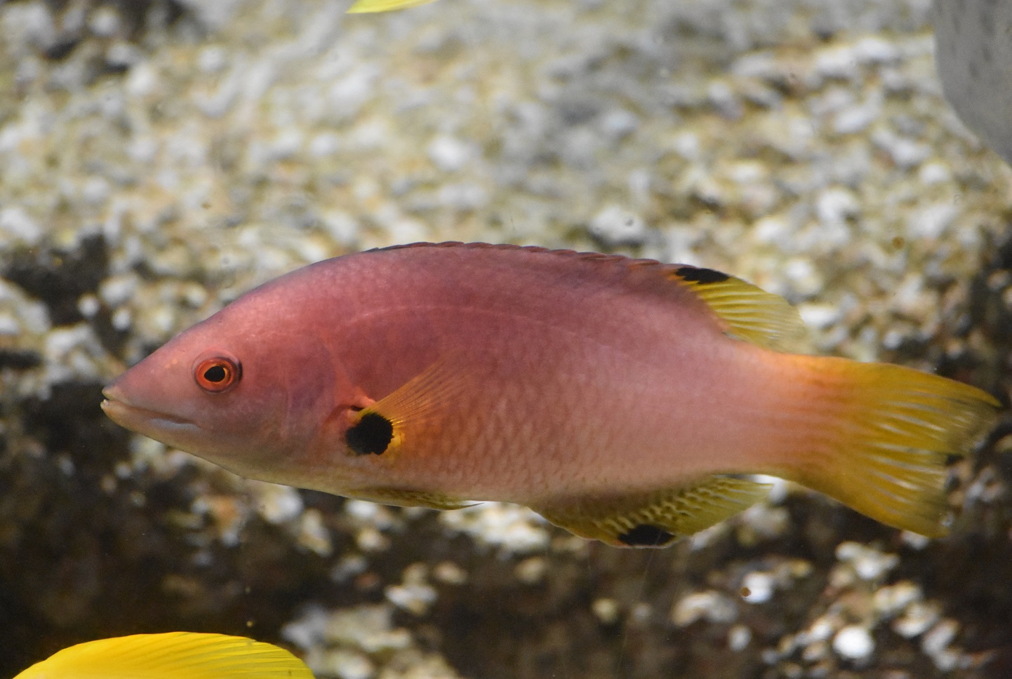 ZOOTOGRAFIANDO (6.096 ANIMALS): LÁBRIDO DE AXILA NEGRA / AXILSPOT ...