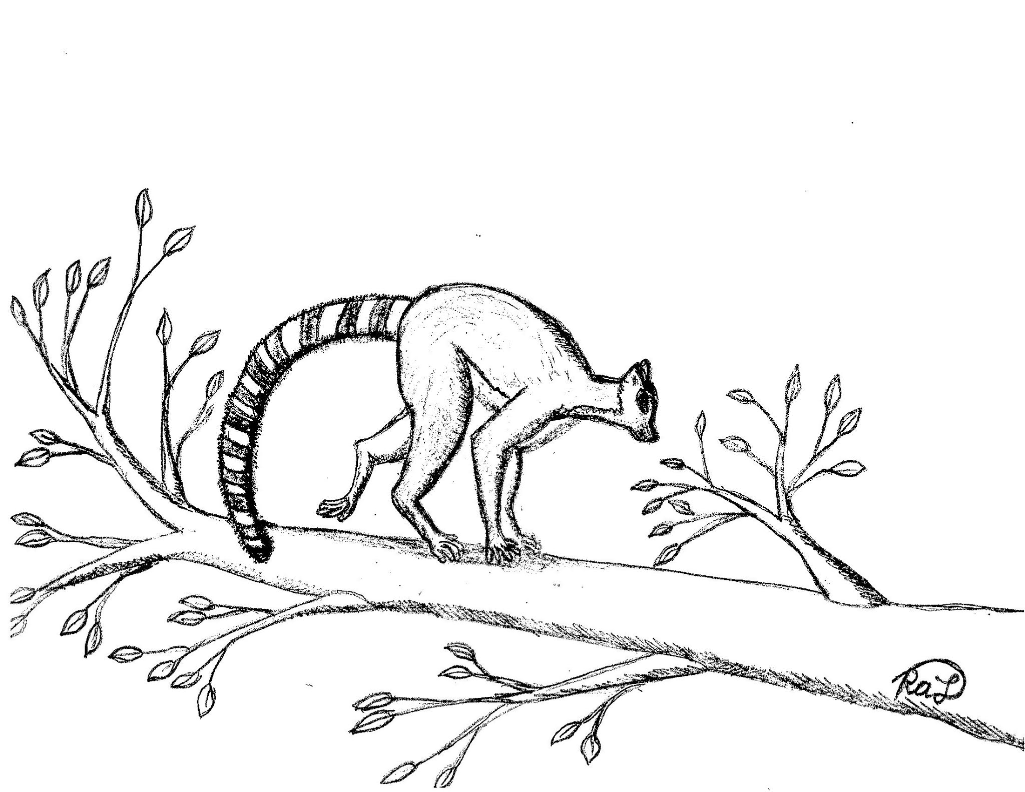 Robin's Great Coloring Pages: Ring-tailed Lemur coloring page