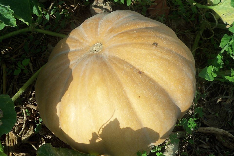 Bolo de Mogango (abóbora) - Sabor e Aromas de Portugal