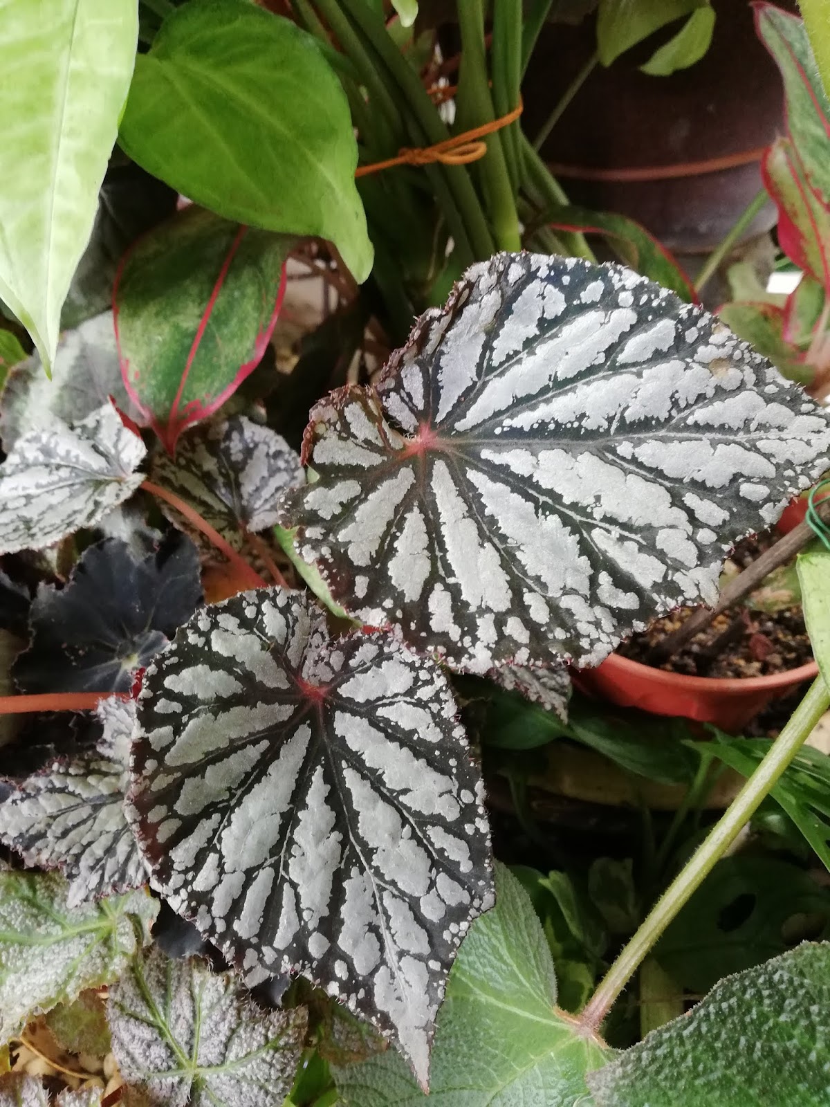 Garden Chronicles of James David: Begonia 'Silver King'