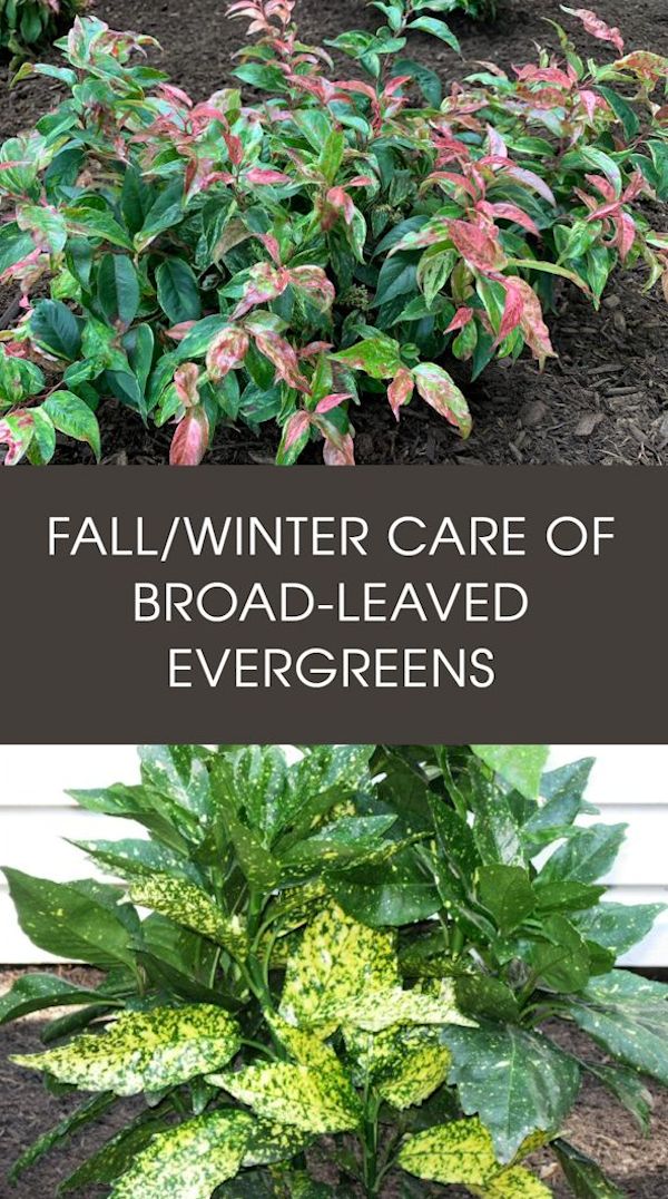 A GUIDE TO NORTHEASTERN GARDENING: This Month in the Garden: Care of ...