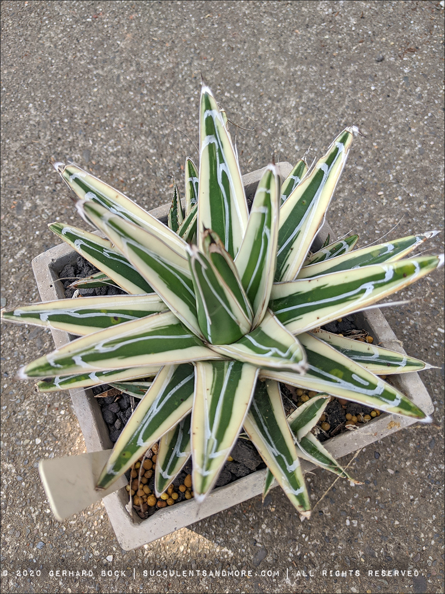 Agave Queen White Rhino - campestre.al.gov.br