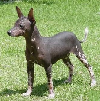 Razas de perros: Xoloitzcuintle
