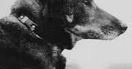 Famous Dogs in History: Antis: WWII Dog Hero Who Took to the Skies