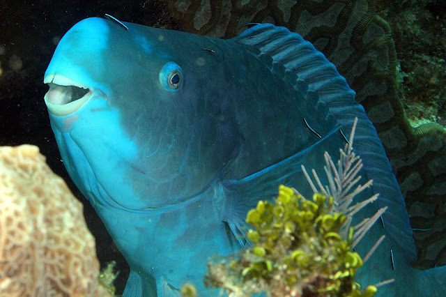 BUDIÃO-AZUL OU PEIXE-PAPAGAIO-AZUL (Scarus coeruleus)