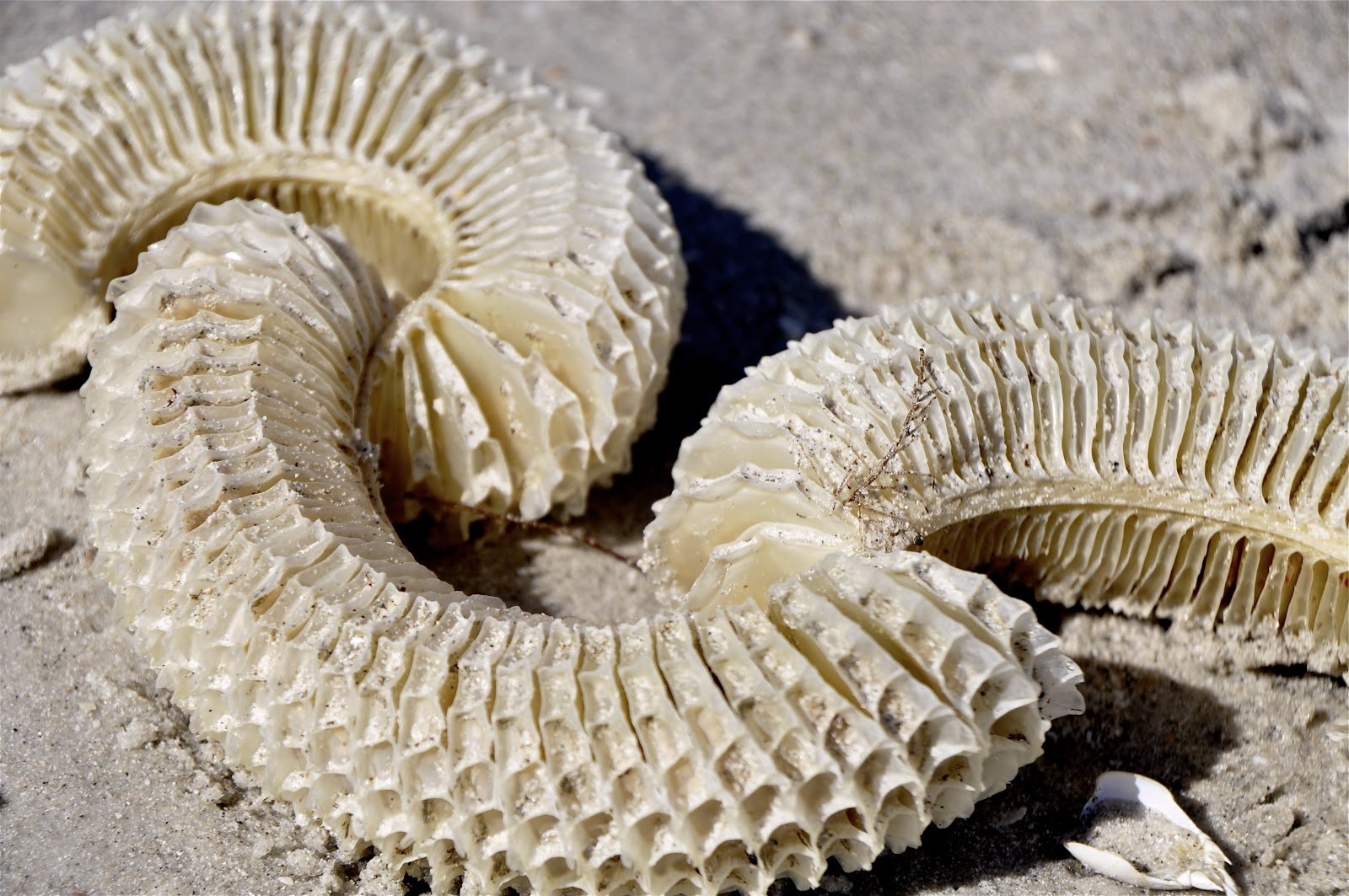 My Retiring Life: "Go on, high ship, since now, upon the shore, The ...