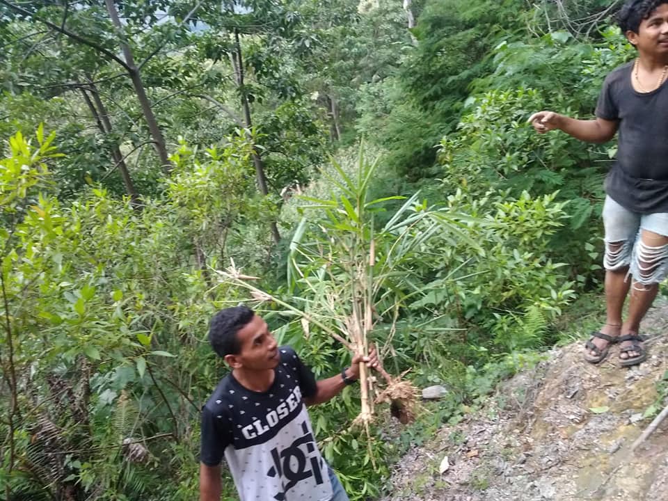 Menanam Bambu Wujud Pertobatan Ekologis