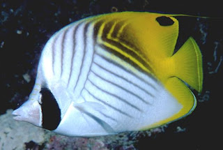 Threadfin Butterflyfish