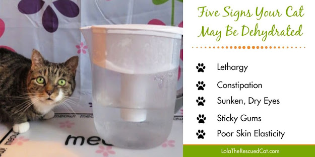 Lola and Lexy's Top 5 Signs of Dehydration in Cats | Lola The Rescued Cat
