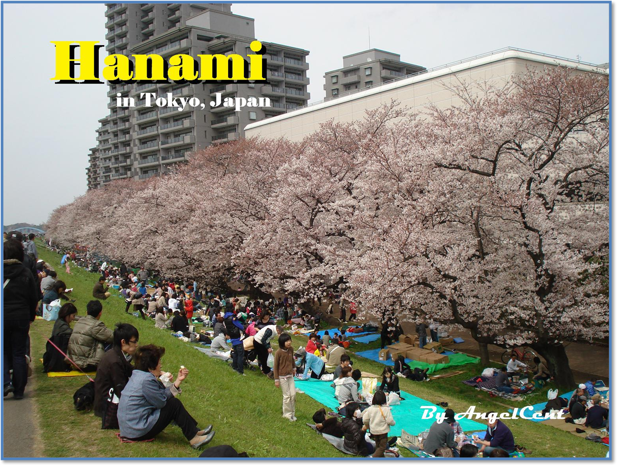 AngelCent: Hanami in Japan
