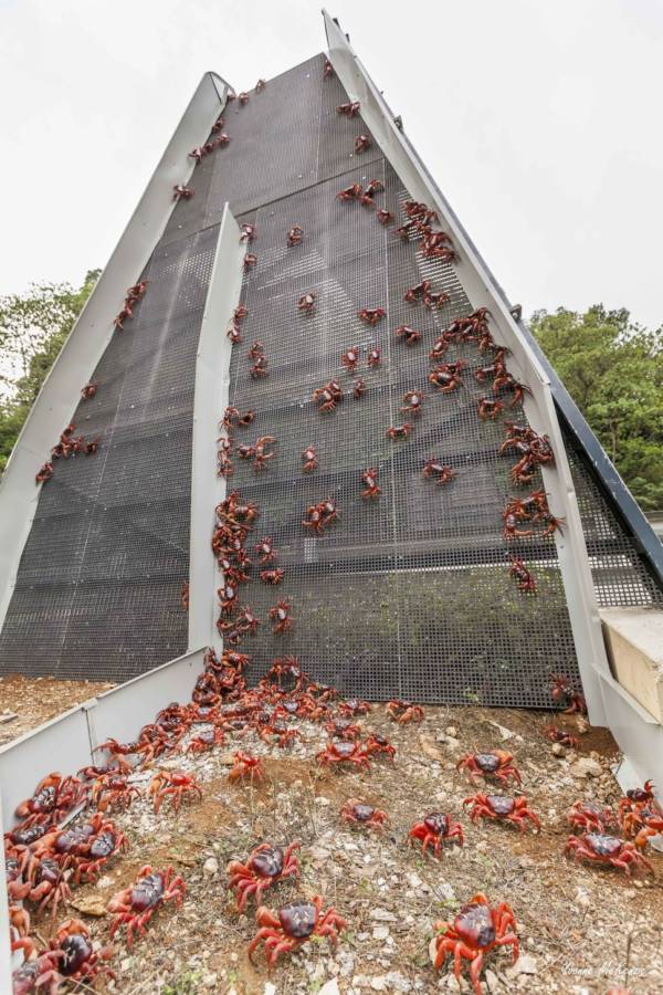 25 Animal Bridges That Are Keeping Wildlife Safe From Humans And Their Cars