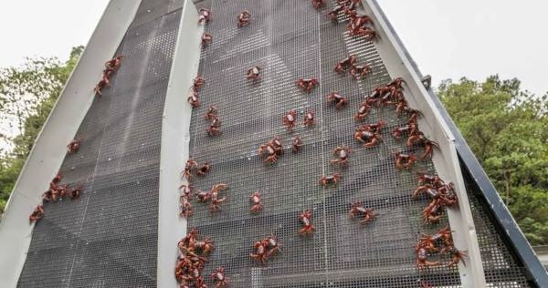 25 Animal Bridges That Are Keeping Wildlife Safe From Humans And Their Cars