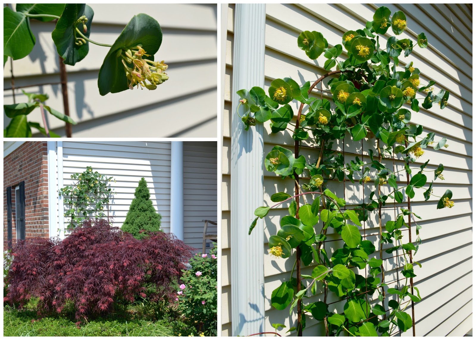 Plant Inventory at 20 Timothy : Lonicera reticulata / Grape Honeysuckle