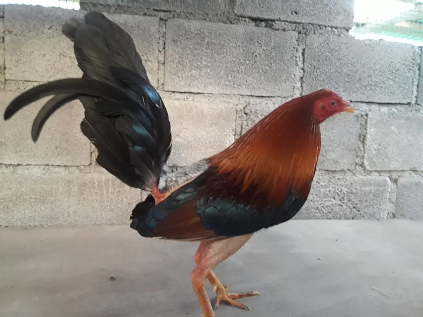 🐓 GALLO FINO FLACO PALIDO 🧿 HAZ ESTO 3 DIAS SOLUCION CRIADERO TURCO