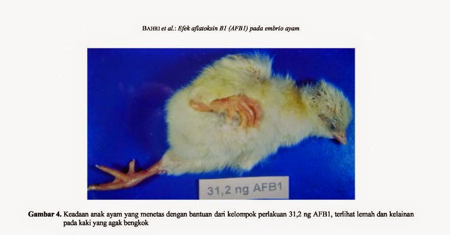 sandi sinambela: MENGENAL EFEK AFLATOKSIN.