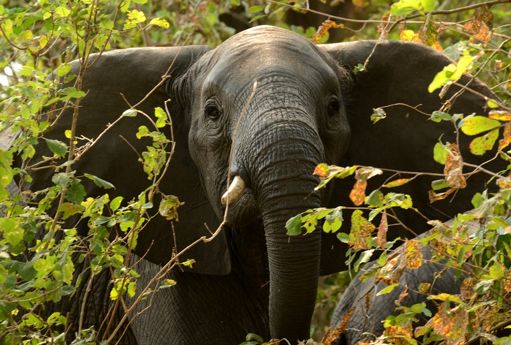 Nomad | Meet the Mahoneys - Chapter IV - Moja!