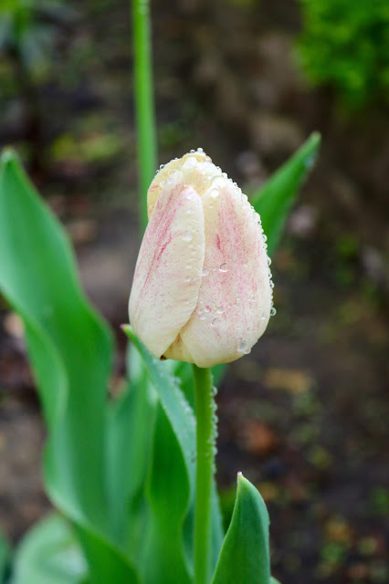 Amy's Creative Pursuits: Spring Garden 2019