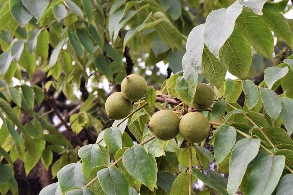 Never Munch a Manchineel Fruit
