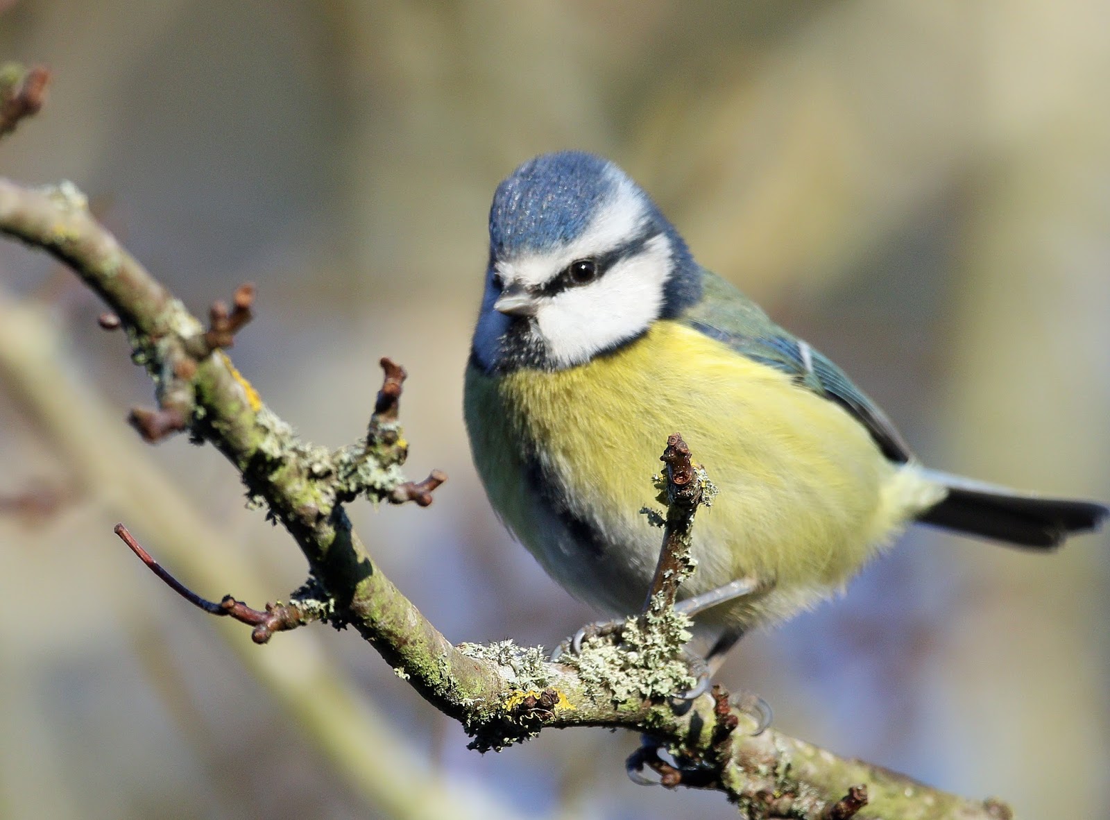 MONTGOMERYSHIRE BIRDS: Powis Park