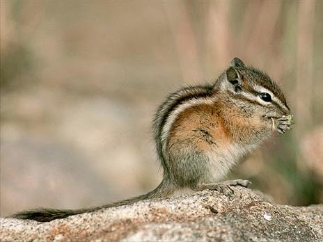 Least Chipmunk Animals | Amazing Facts & Latest Pictures | The Wildlife
