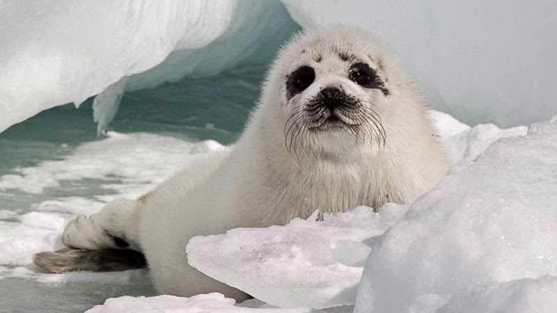 Descubre TU MUNDO: Descubre la belleza de la Foca Arpa (Harp Seal)