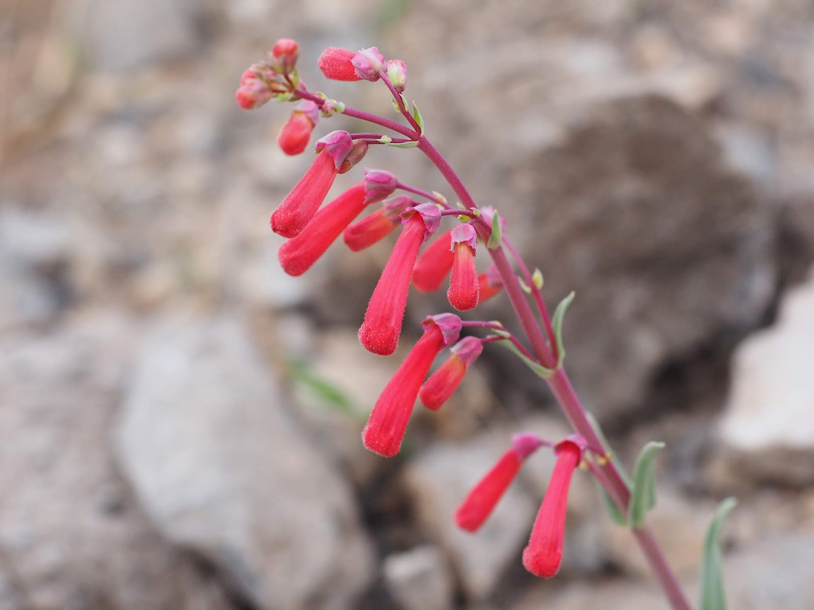 R. David Morrow's Hiking and photography site: Nevada desert wildflowers