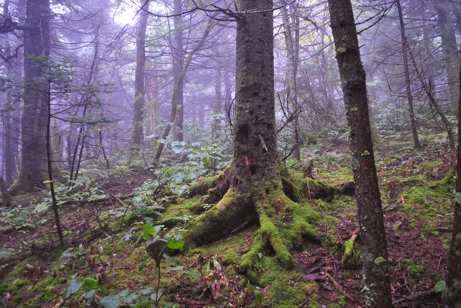 alexandra's light box: "There's a reason why they call it Greylock...."