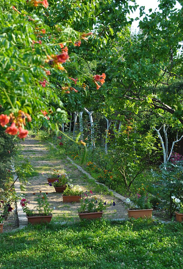 Grădina dintre caişi: Gradinaritul, sursa de sanatate fizica si psihica