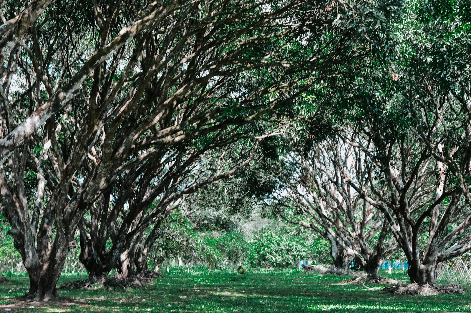 Guimaras Travel Guide For First Time Travelers - The Pinoy Traveler