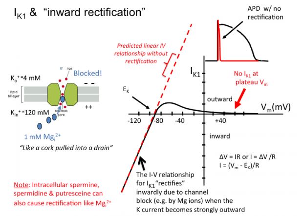 Tutor's Notes: general, cardiovascular, respiratory and renal ...