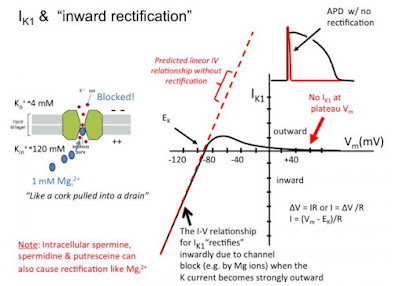 Tutor's Notes: general, cardiovascular, respiratory and renal ...