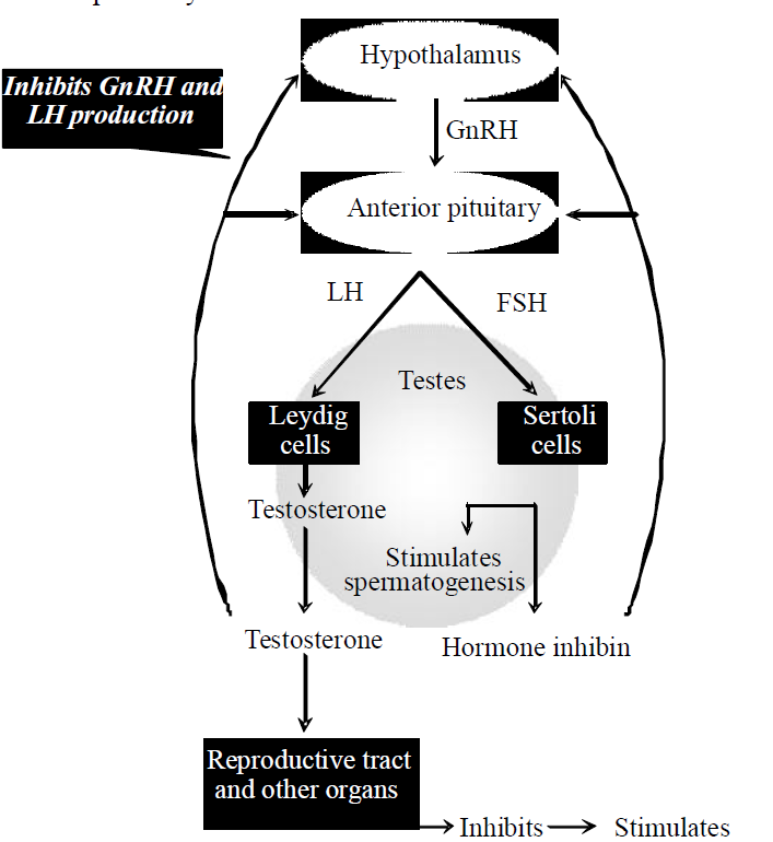 Human Reproduction Notes Biology Class Xii Dna Daily Neet Assistant