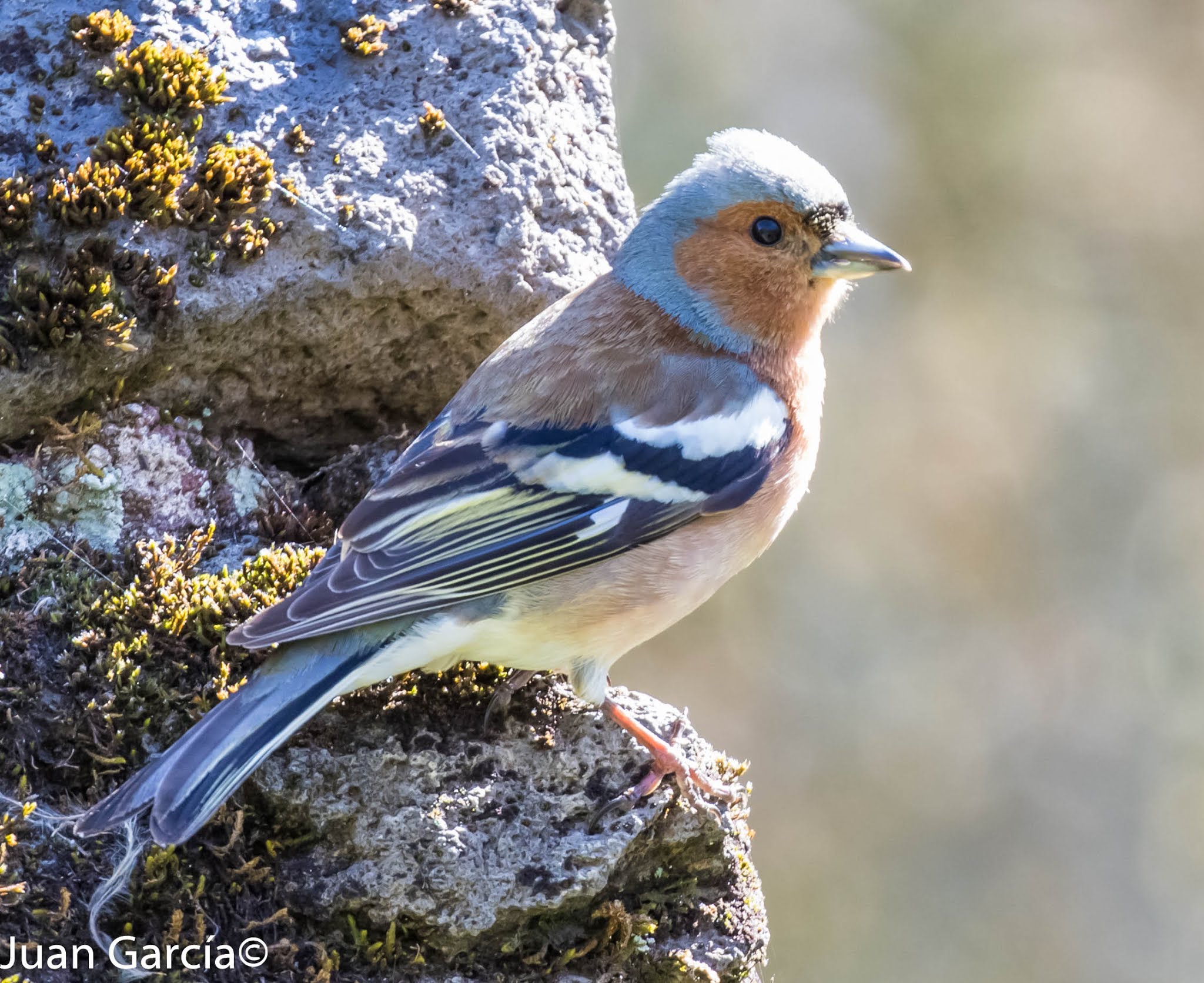 Algunas aves de campo en invierno