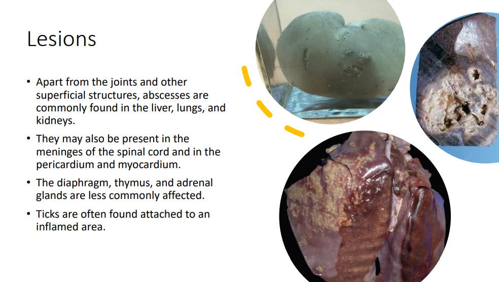 Tick Pyemia of Lambs