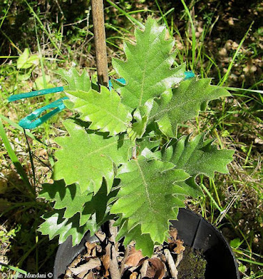 Sangrando en verde: Quercus macrolepis, mi hermoso roble de Valonia