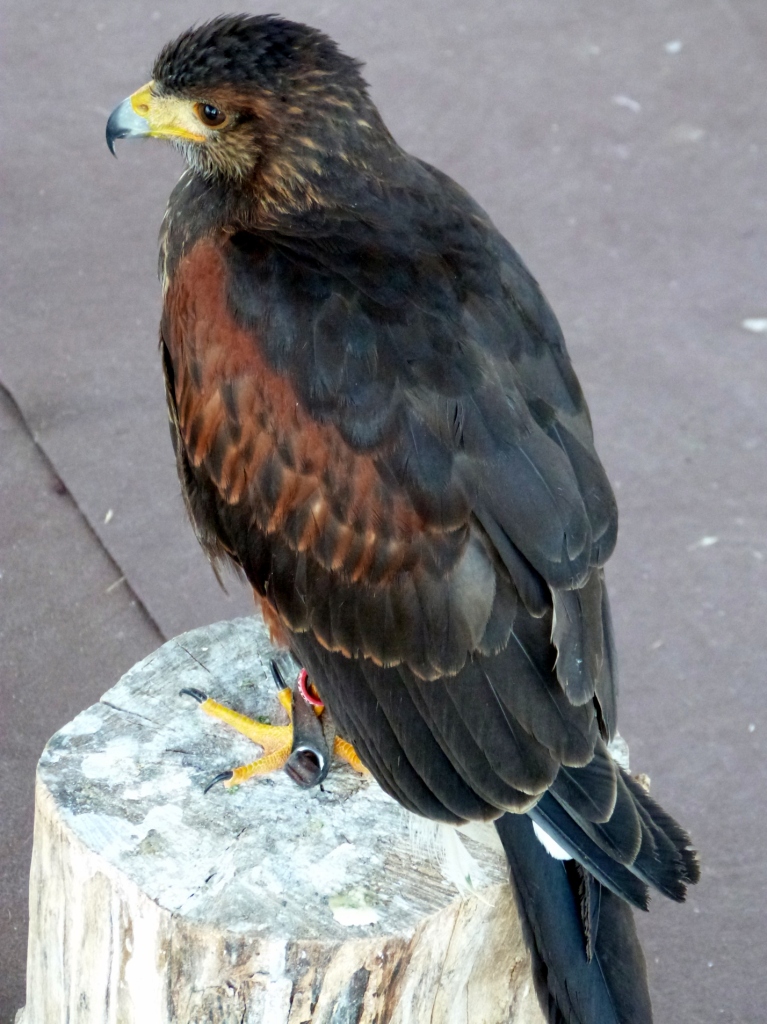 Taxonomía Visu: Phylum Chordata Clase Aves (de Accipitriformes a ...
