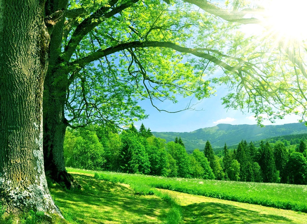 Summer Nature HQ Wallpapers