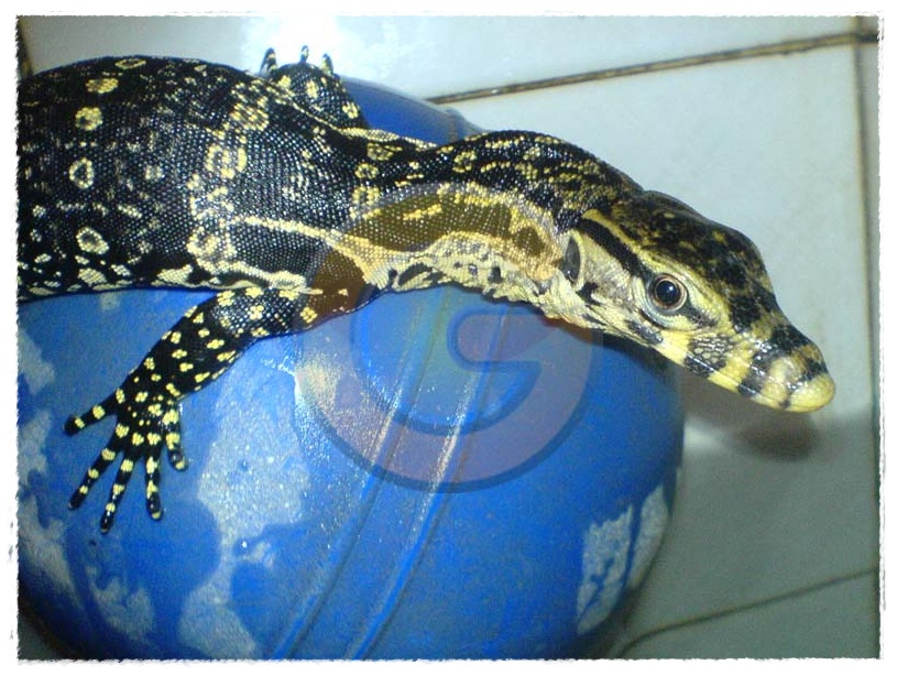 Gambar Biawak | Dunia Binatang