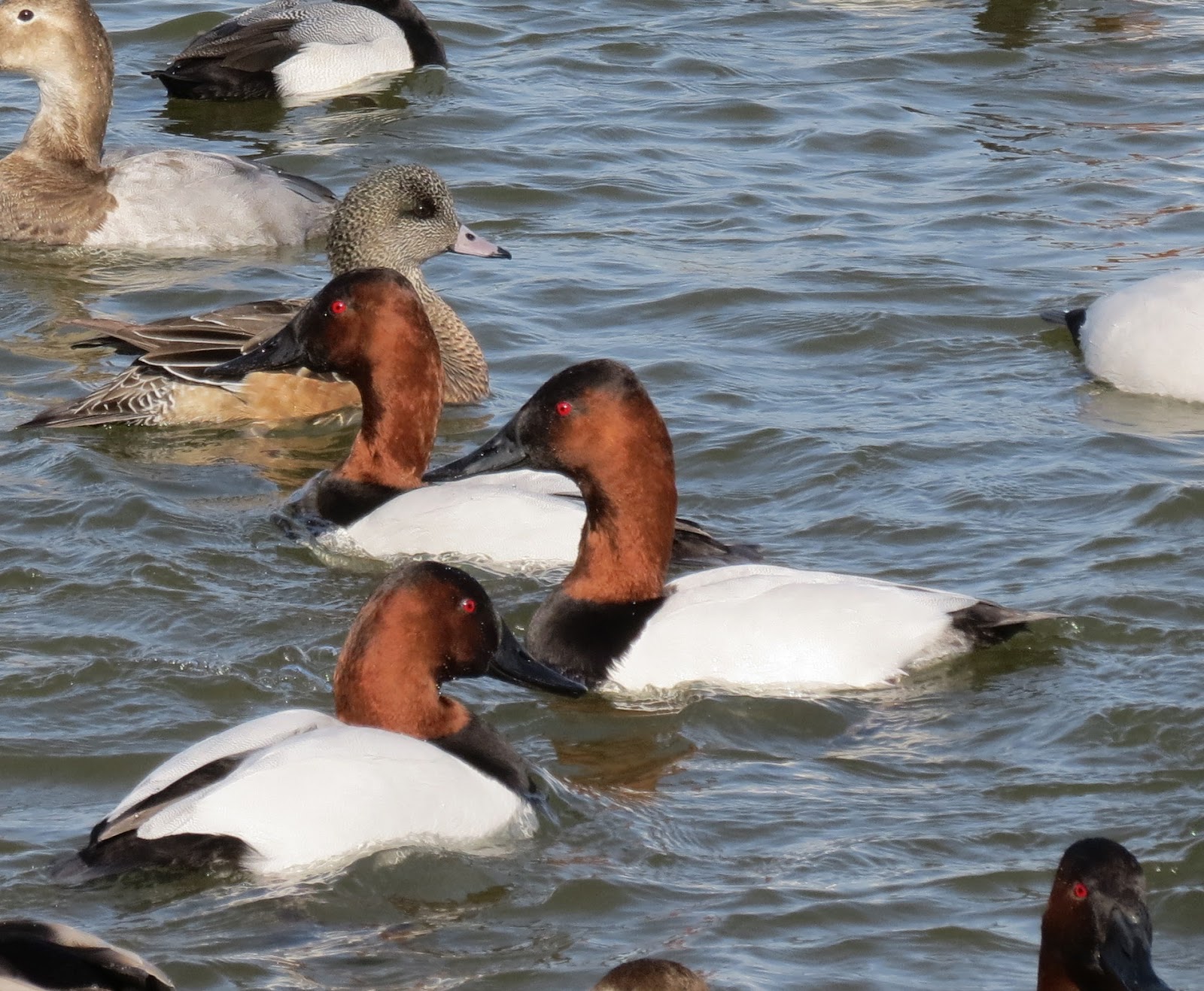 Viewing nature with Eileen: 02/01/2015 - 03/01/2015