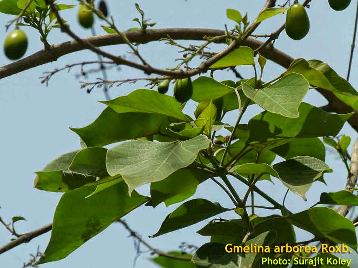 Medicinal Plants: Gmelina arborea, Gambhari, Gamhar, Intianjemane ...