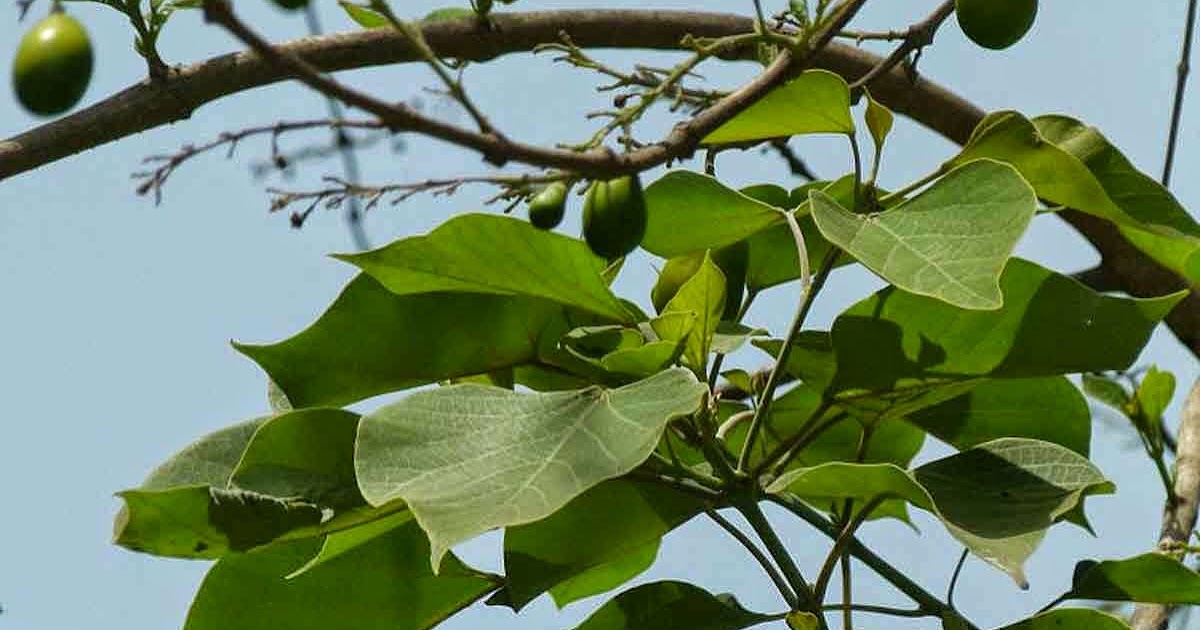 Medicinal Plants: Gmelina arborea, Gambhari, Gamhar, Intianjemane ...