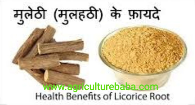 Mulethi is a Shrubby Plant मुलेठी एक झाड़ीनुमा पौधा हैं